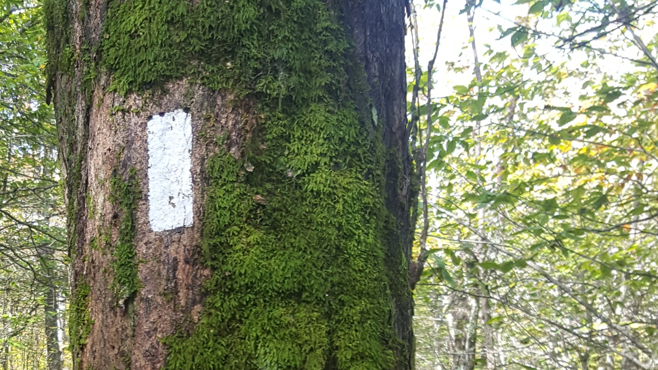 WhiteBlaze – Al's Adventures